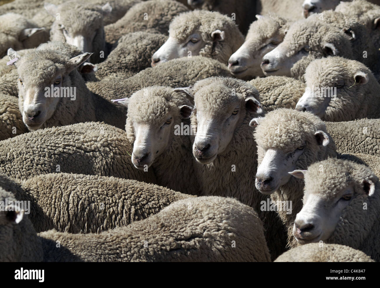 Sheep are herded during the New Zealand Farming and Horticulture, Sheep ...