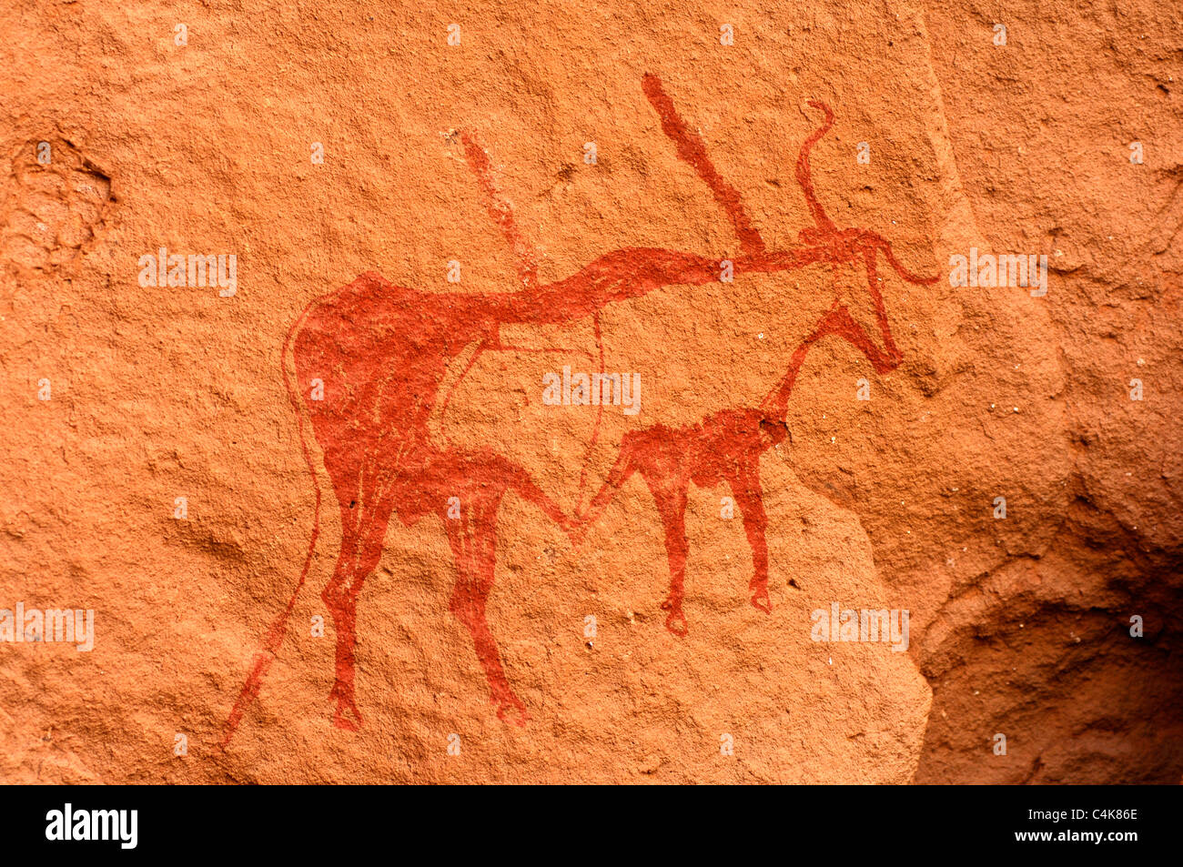 Depiction of cattle, prehistoric rock paintings, Acacus Mountains ...