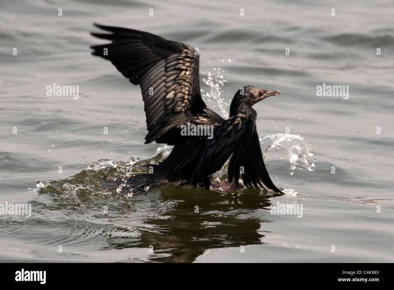 Indian Shag High Resolution Stock Photography and Images - Alamy
