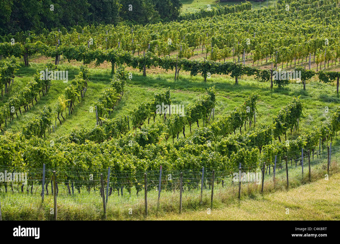 Vineyard Pattern High Resolution Stock Photography and Images - Alamy