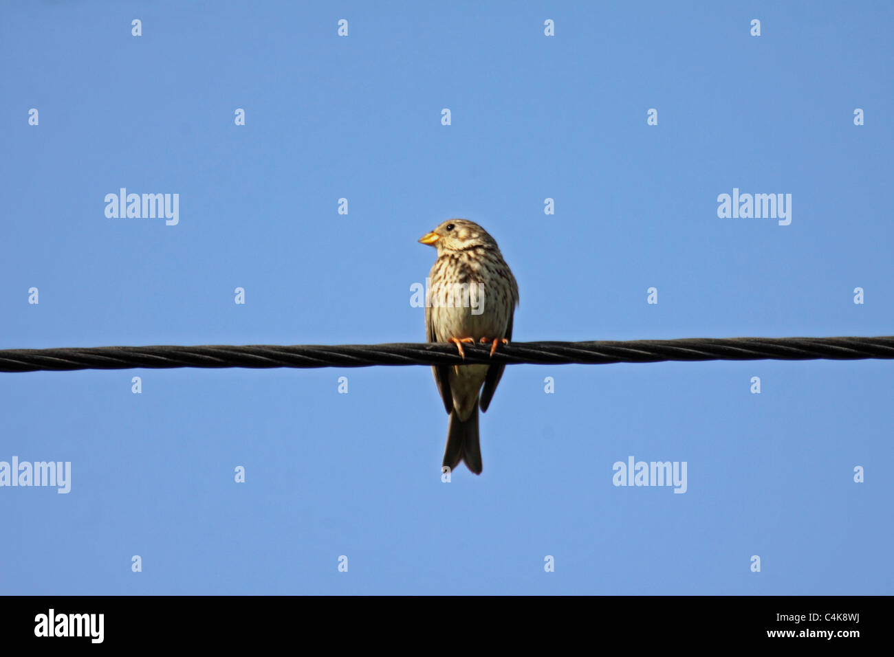 Cleft tail forked tail hi-res stock photography and images - Alamy