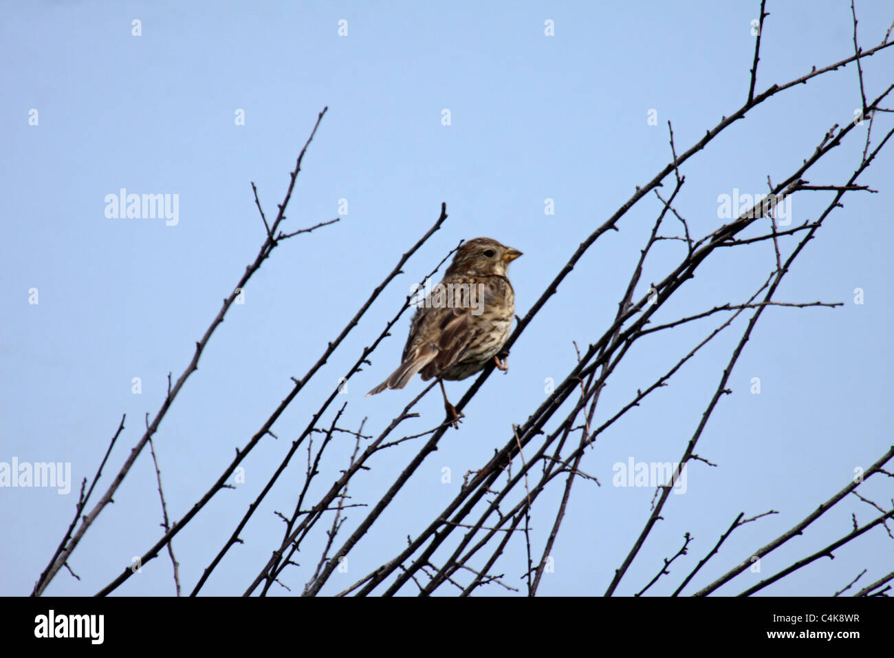 Corn bunting perched on thin branch of shrub in Bulgaria Stock Photo ...