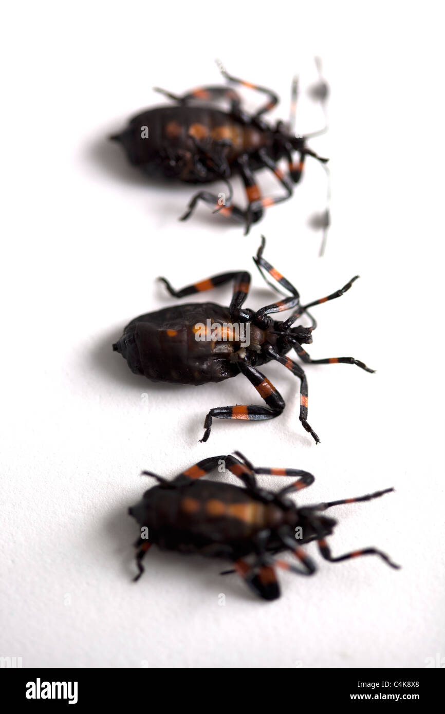 Edible bugs hi-res stock photography and images - Alamy