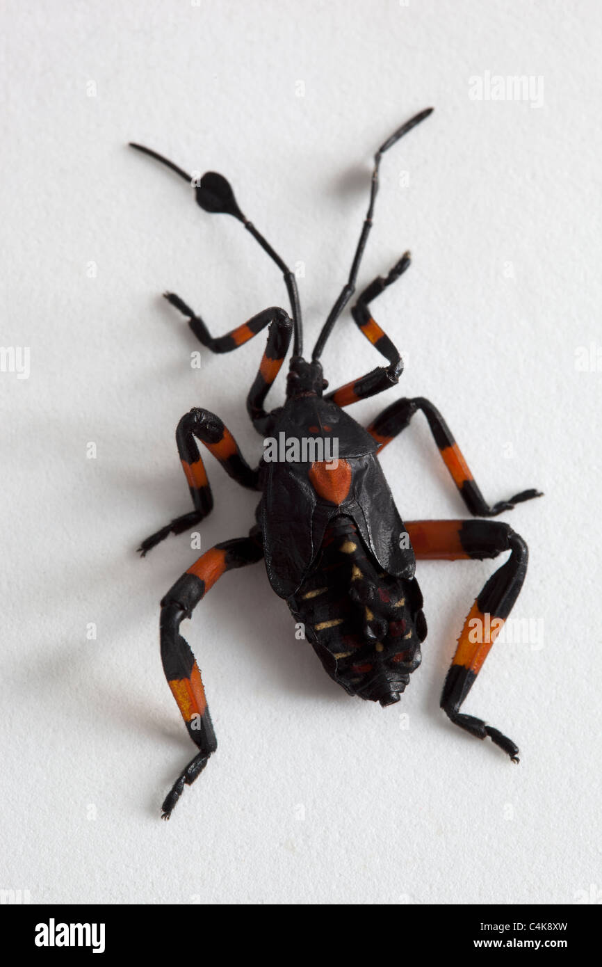 Chahuis or Xamoes Edible Beetle Mexico Stock Photo - Alamy