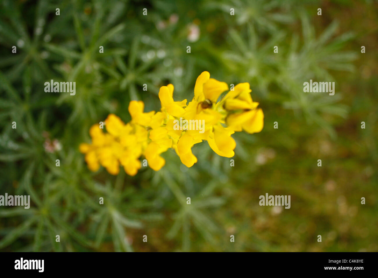 A flower shooting upwards from the plant Stock Photo - Alamy
