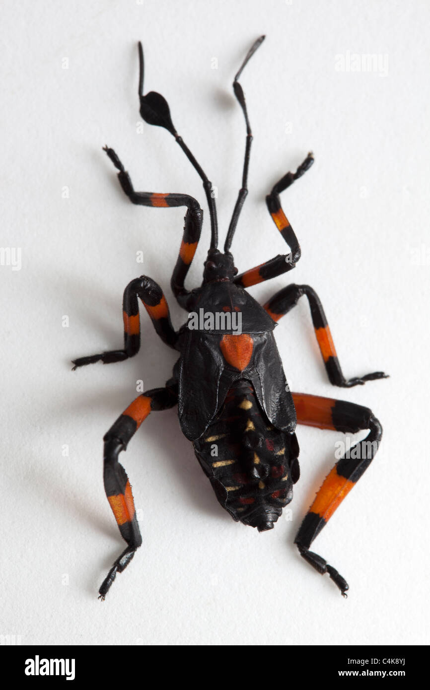 Chahuis or Xamoes Edible Beetle Mexico Stock Photo - Alamy