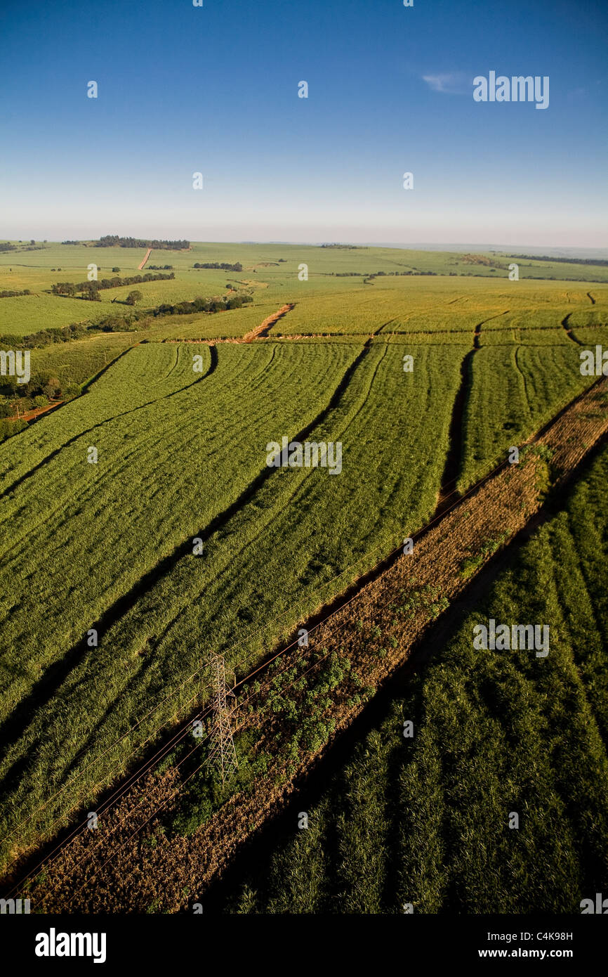 Sugar cane plantation in brazil hi-res stock photography and images - Alamy
