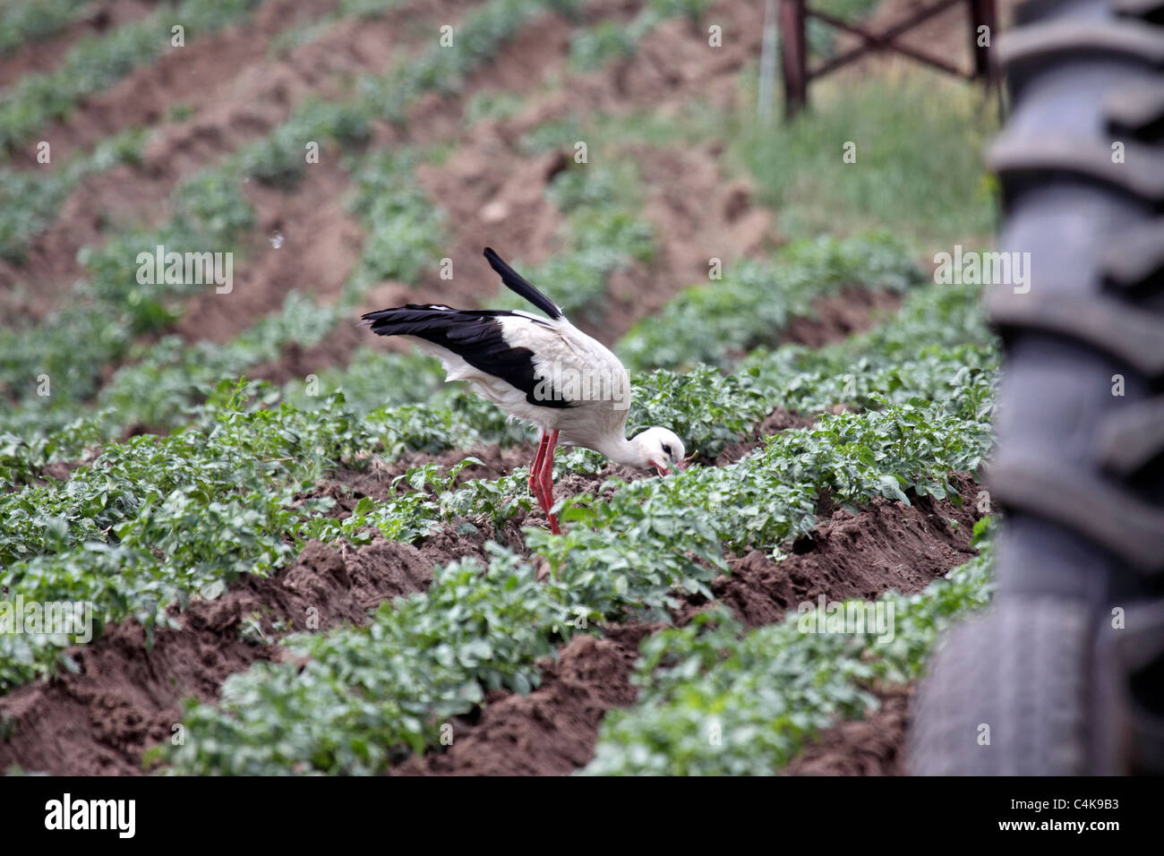 White stork and tractor hi-res stock photography and images - Alamy