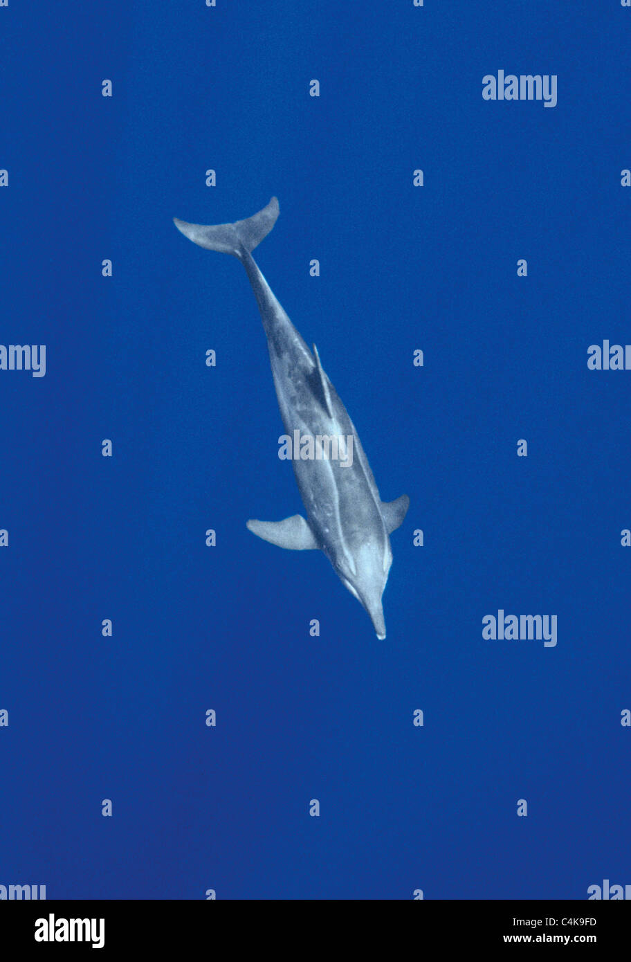 Steno bredanensis hi-res stock photography and images - Alamy