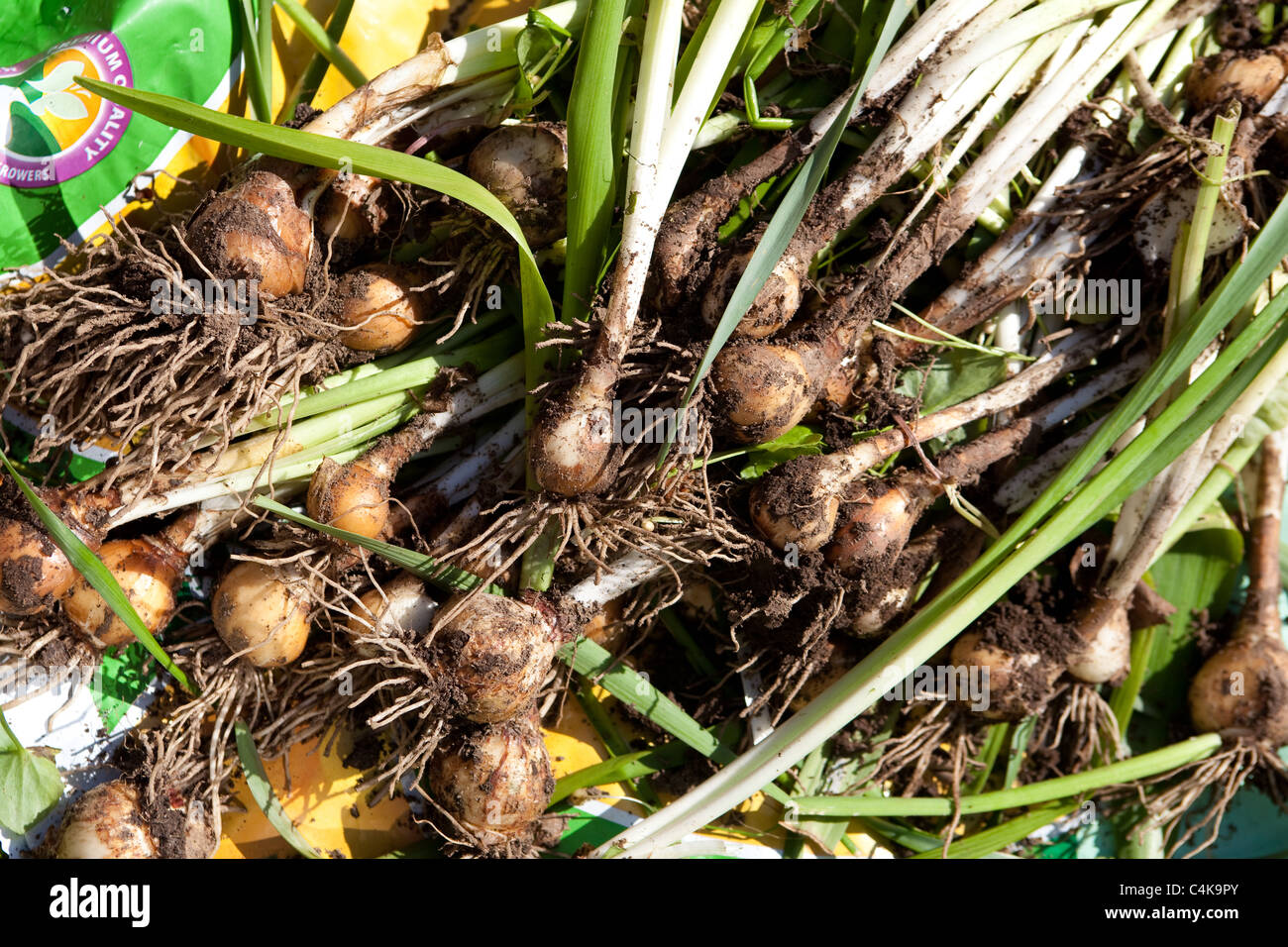 Grown From Corms High Resolution Stock Photography and Images - Alamy