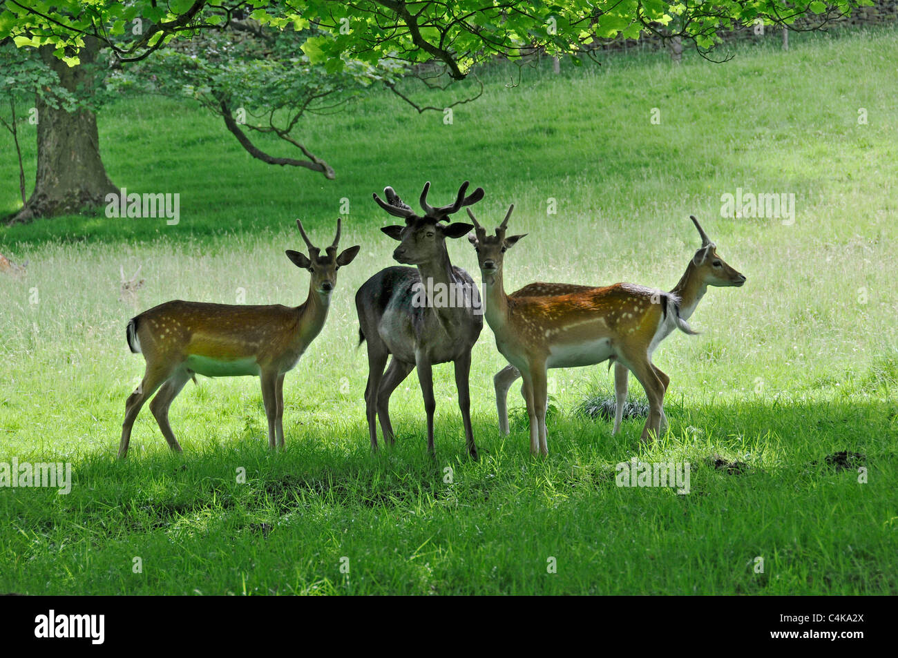 Free running deer hi-res stock photography and images - Alamy