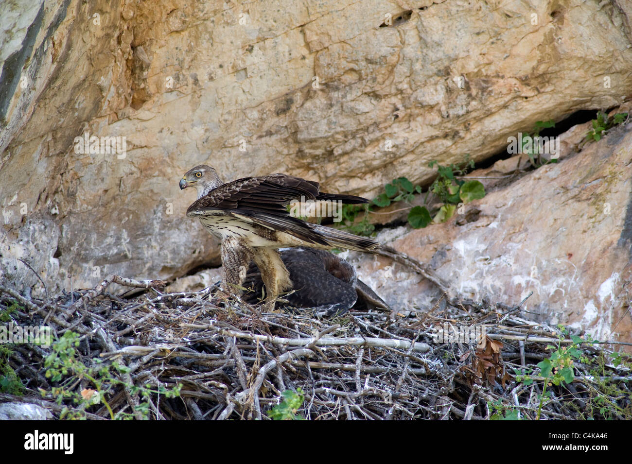 Adult Bonelli's Eagle standing on edge of nest folding wings after ...