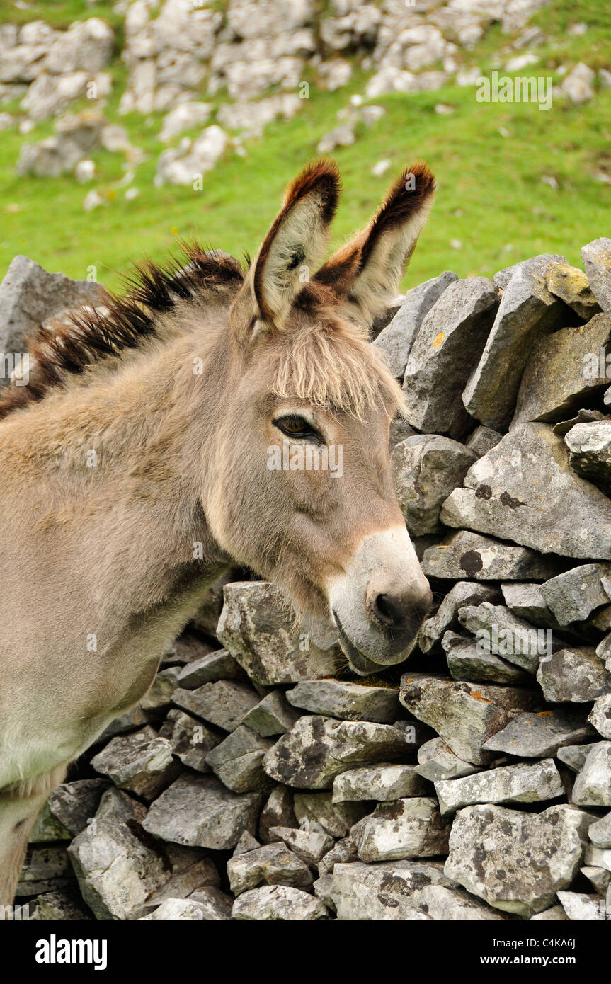 Portrait image of a light brown donkey by a dry stone wall in ...