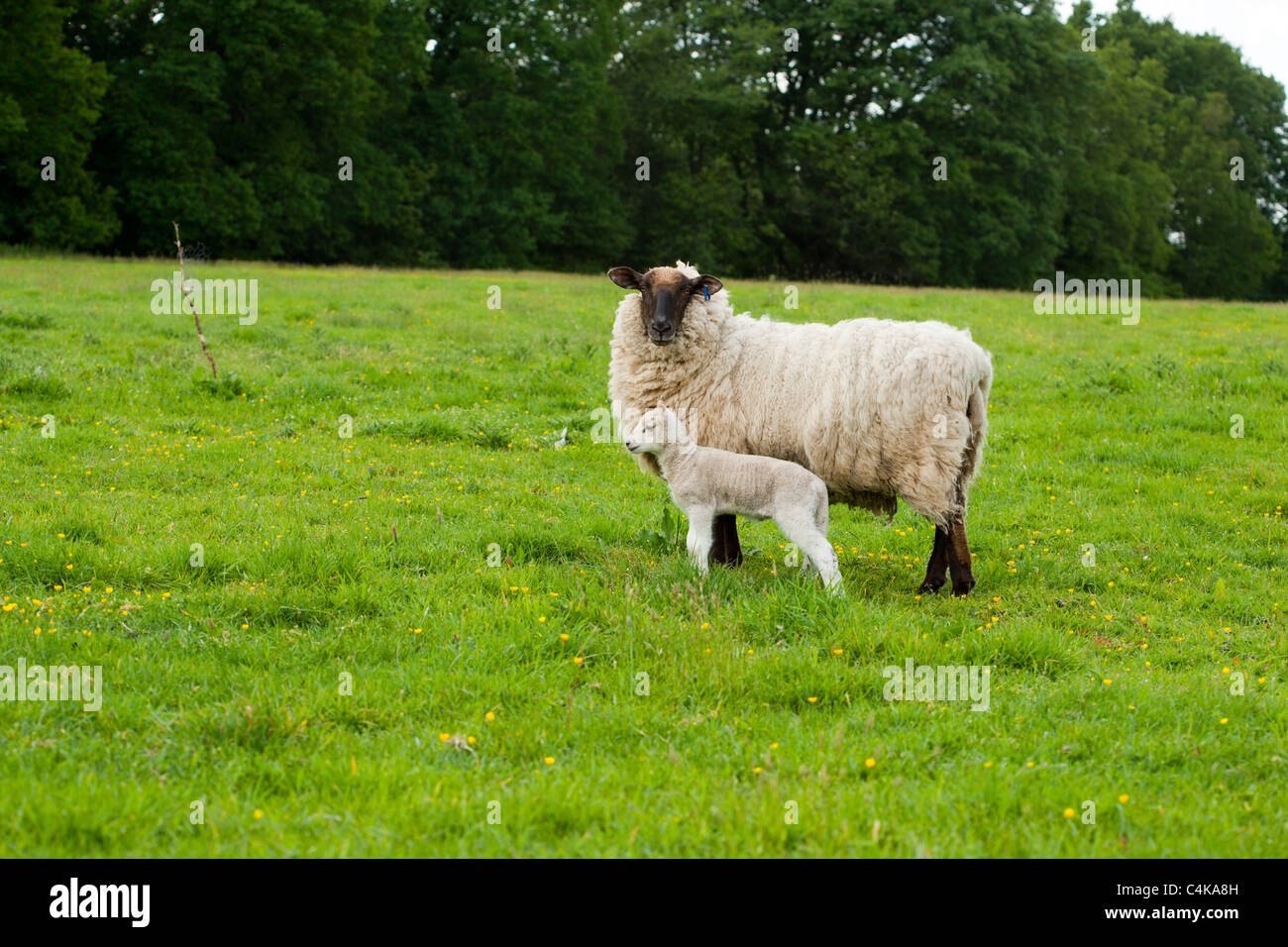 Young baby sheep with mother hi-res stock photography and images - Alamy
