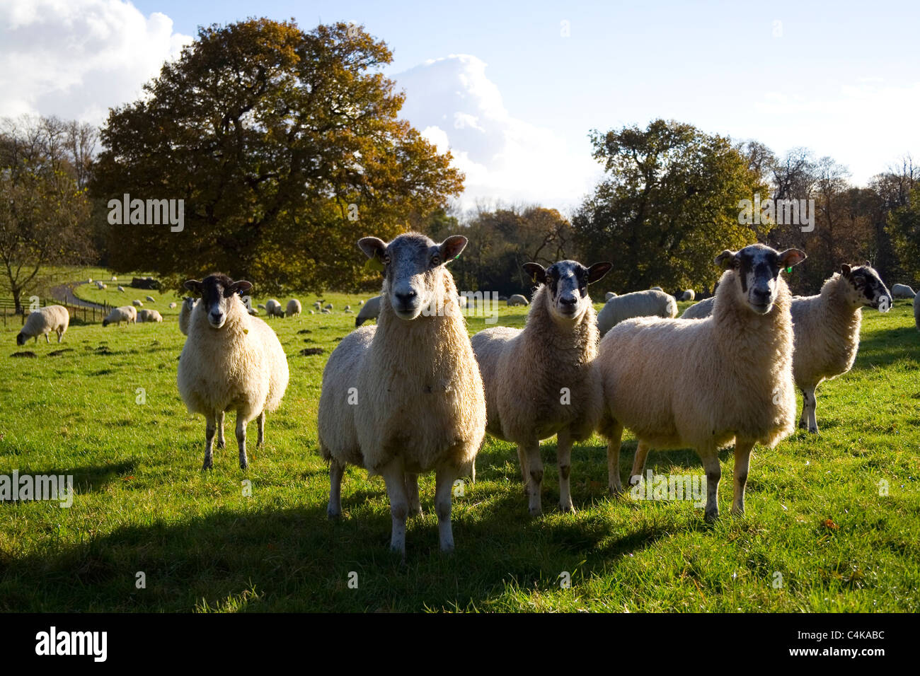 A flock of Suffolk sheep grazing on autumn parkland Stock Photo - Alamy