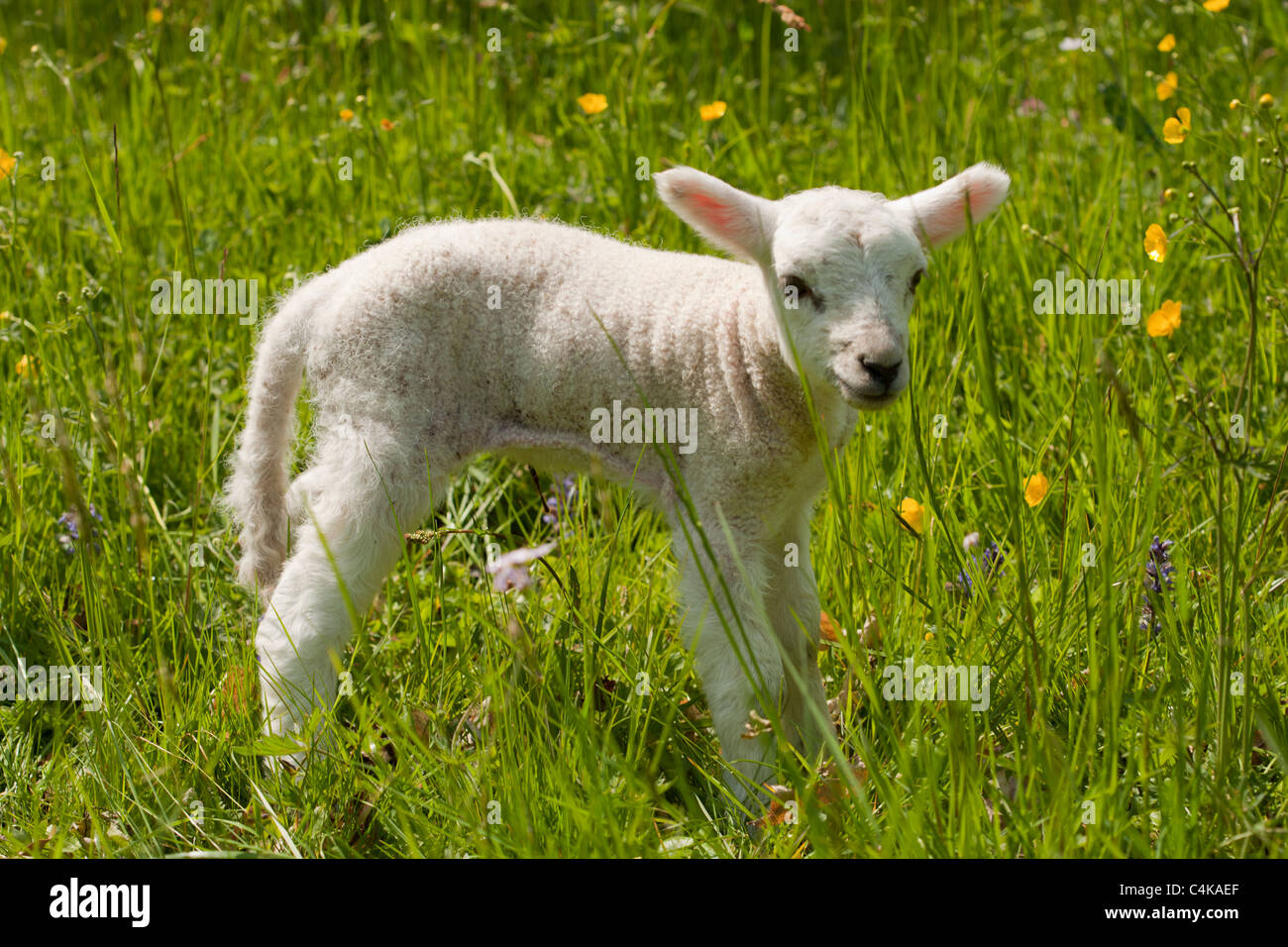 Newly born lamb hi-res stock photography and images - Alamy