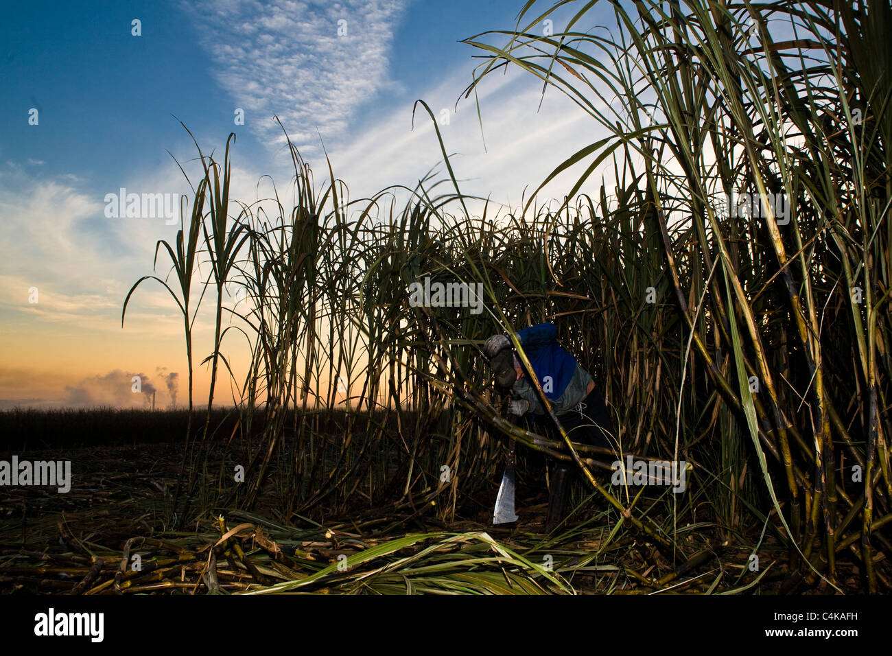 Processing sugarcane hi-res stock photography and images - Alamy