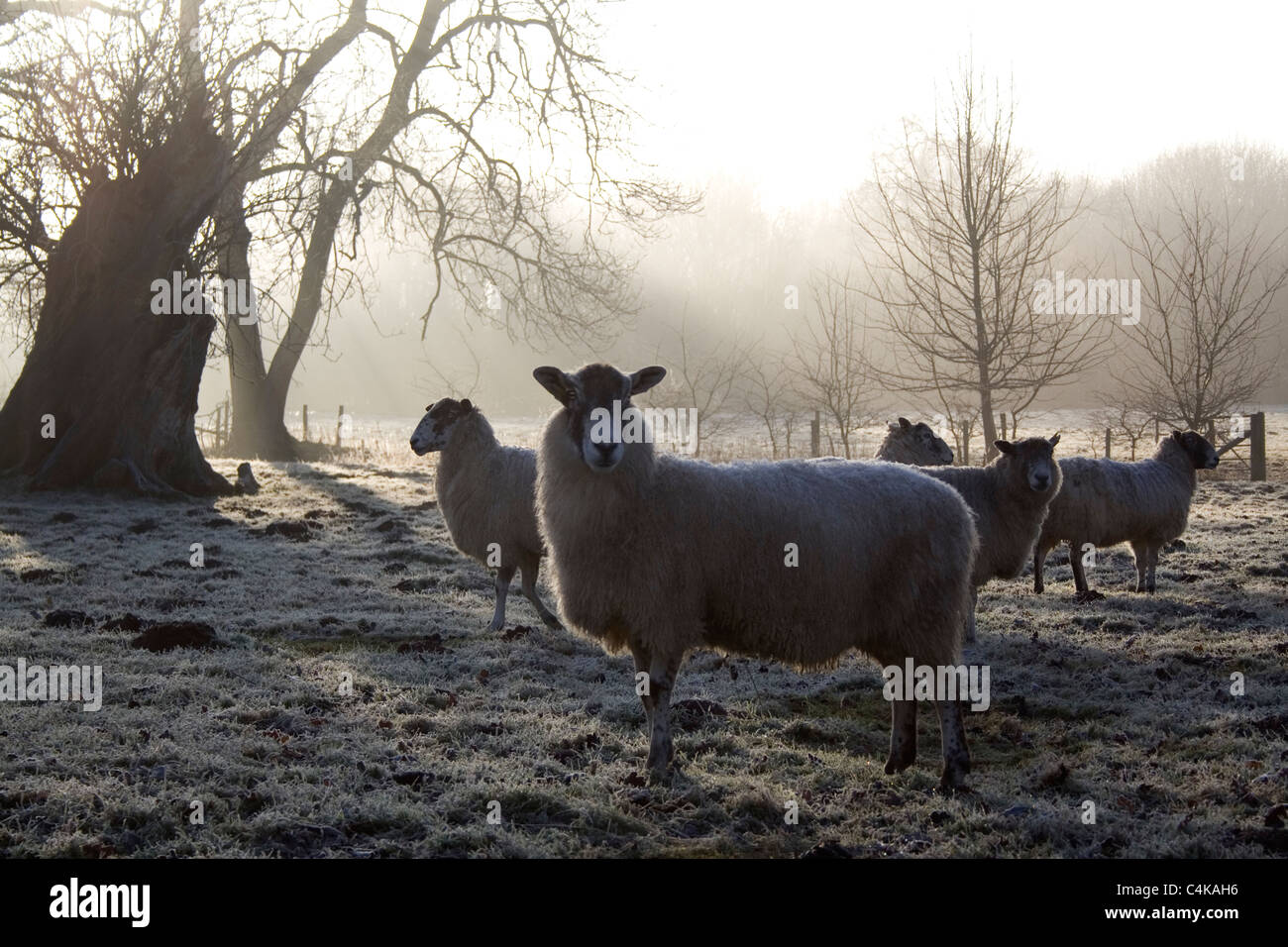 A small flock of sheep brave the freezing early morning winter ...