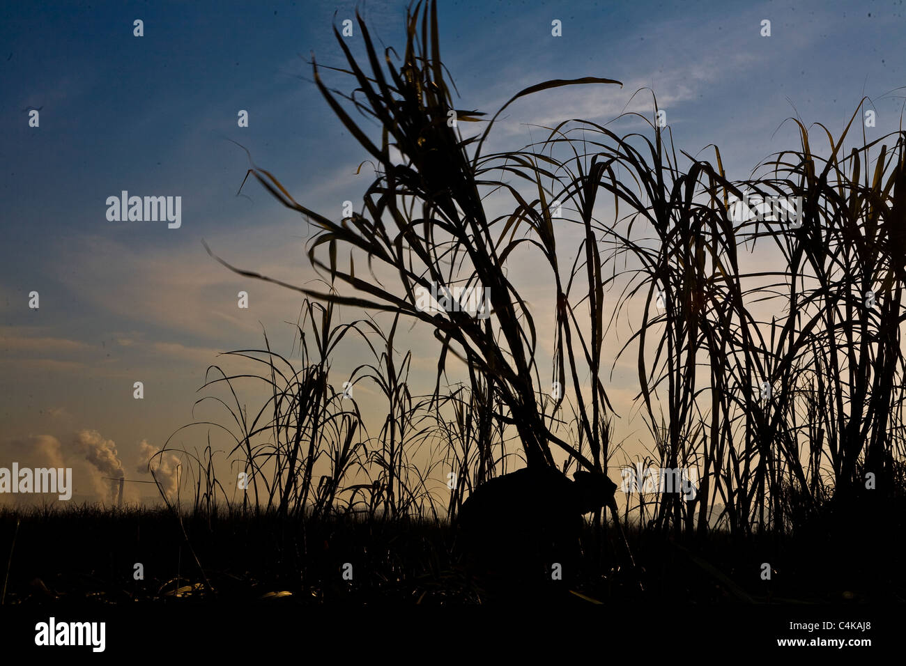 Sugarcane cutters, Cosmopolis city region, Sao Paulo State, Brazil ...