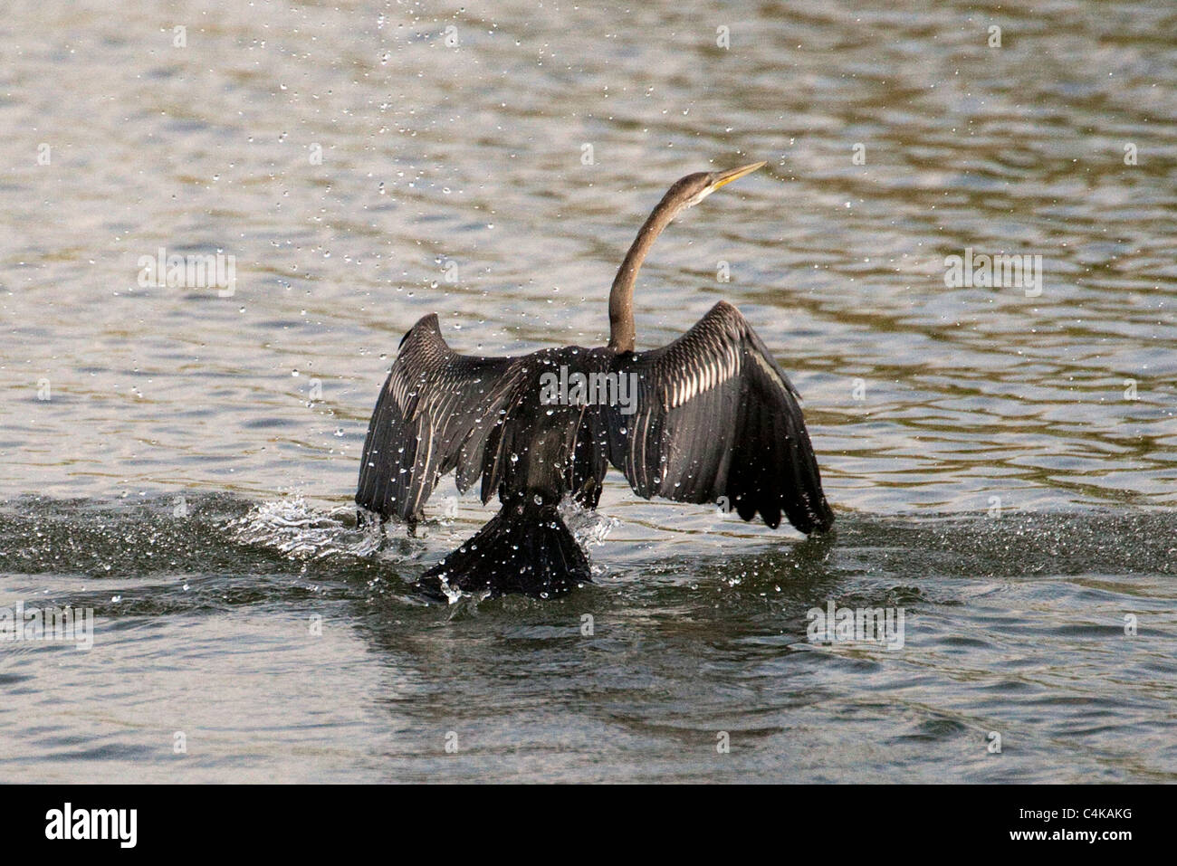 Oriental darter or Indian darter,Anhinga melanogaster, flying ...