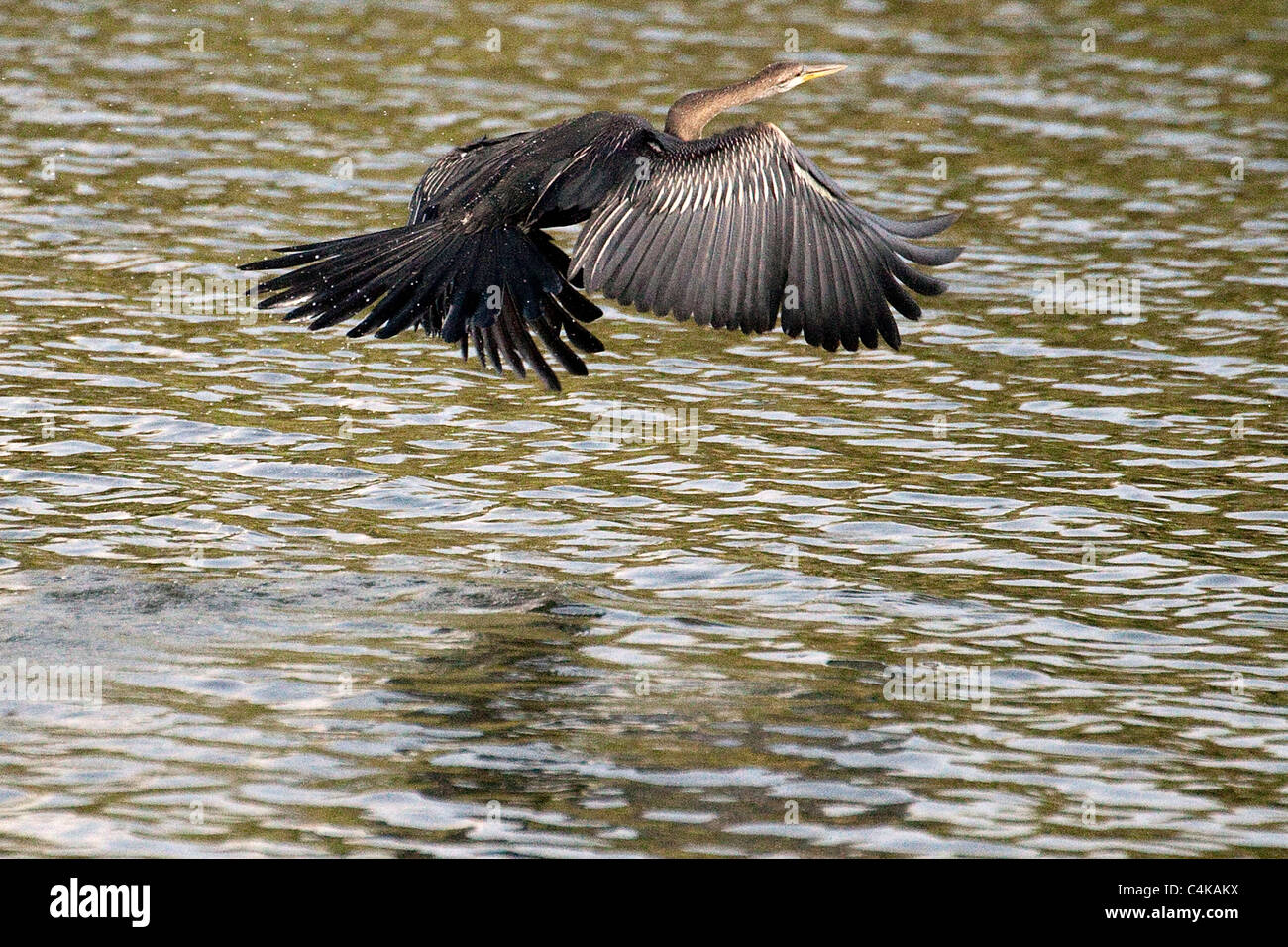 Oriental darter or Indian darter,Anhinga melanogaster, flying ...