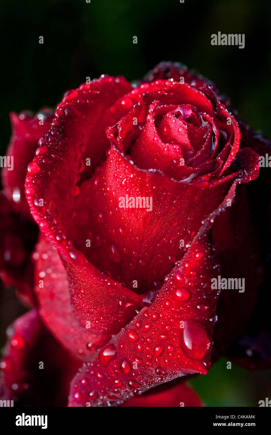 Dawn, rain, red rose Stock Photo - Alamy