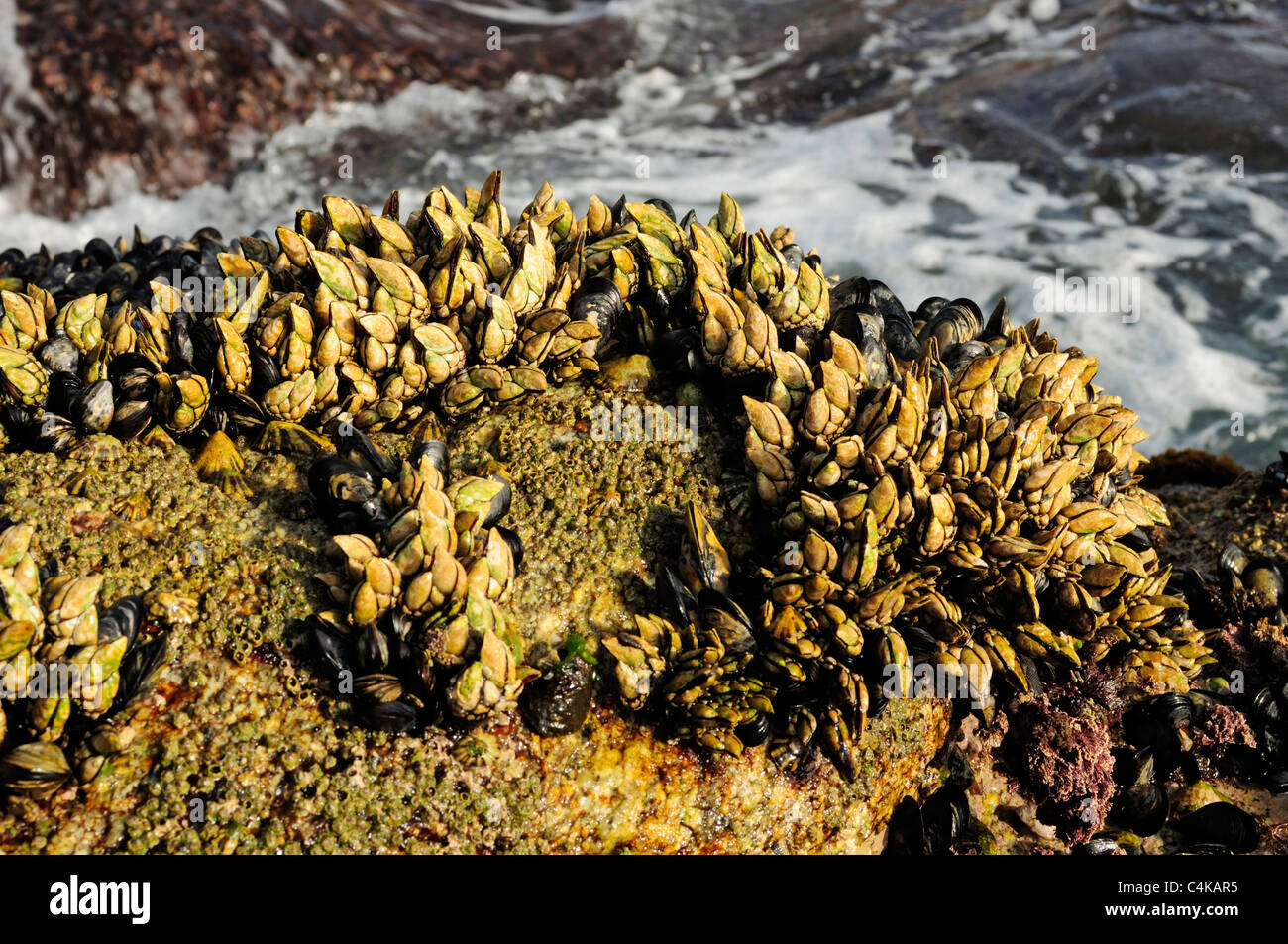 Pollicipes pollicipes hi-res stock photography and images - Alamy