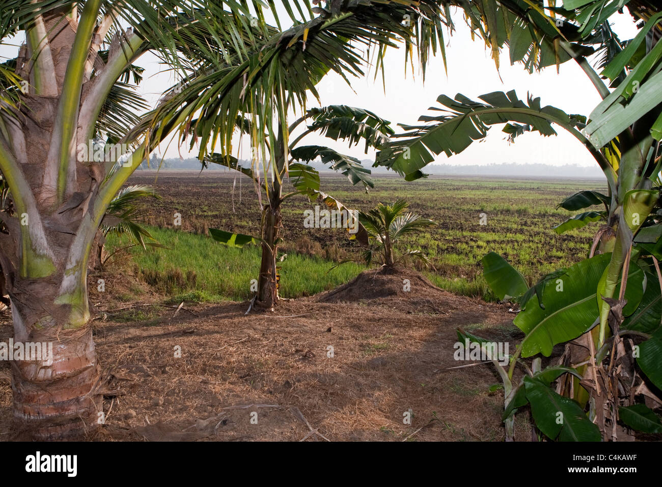 Kerala food crops hi-res stock photography and images - Alamy