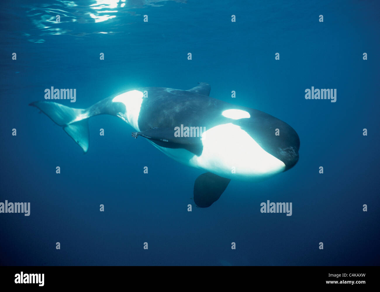 Orca underwater hi-res stock photography and images - Alamy