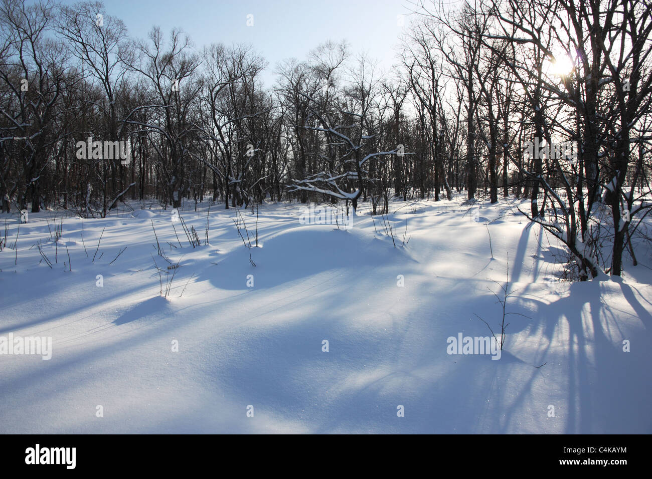 White winter morning in the park Stock Photo - Alamy