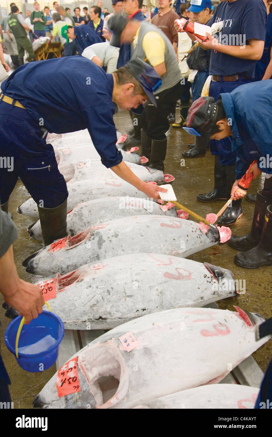 Buyers at tuna auction in Tsukiji Fish Market, Tokyo, Japan inspecting ...