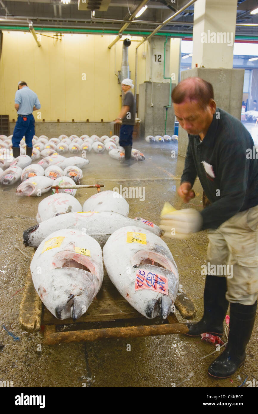 Moving tuna purchased at auction in Tsukiji Fish Market, Tokyo, Japan ...