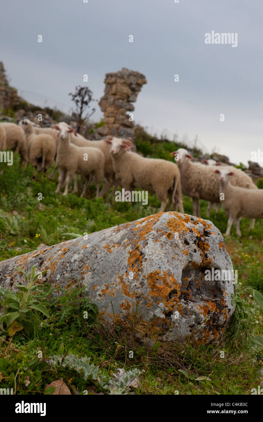 Sheep at the ancient Hellenic city of Polyrinia, Crete. The place name ...