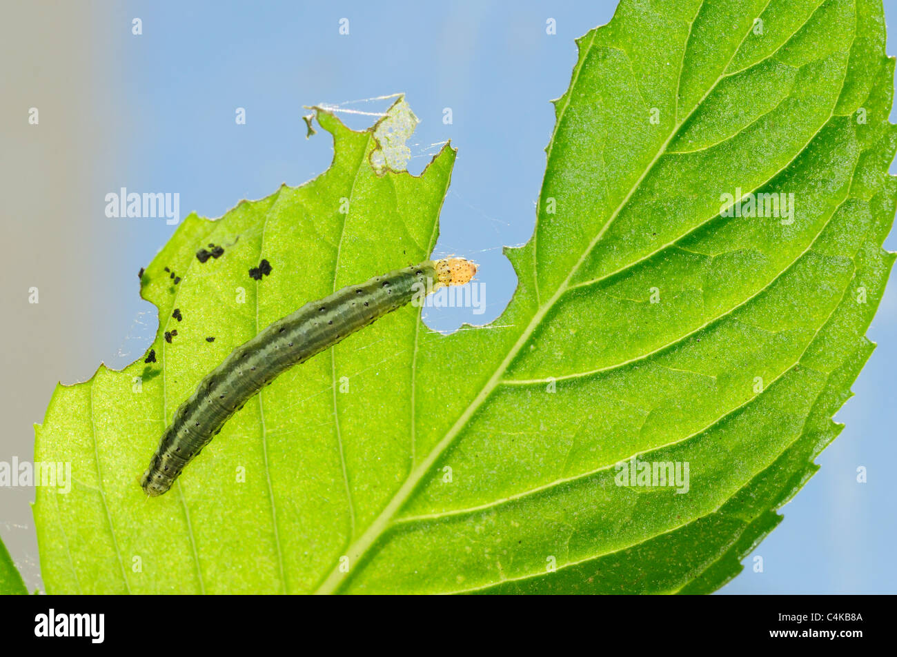 Caterpillar feeding on leaf hi-res stock photography and images - Alamy