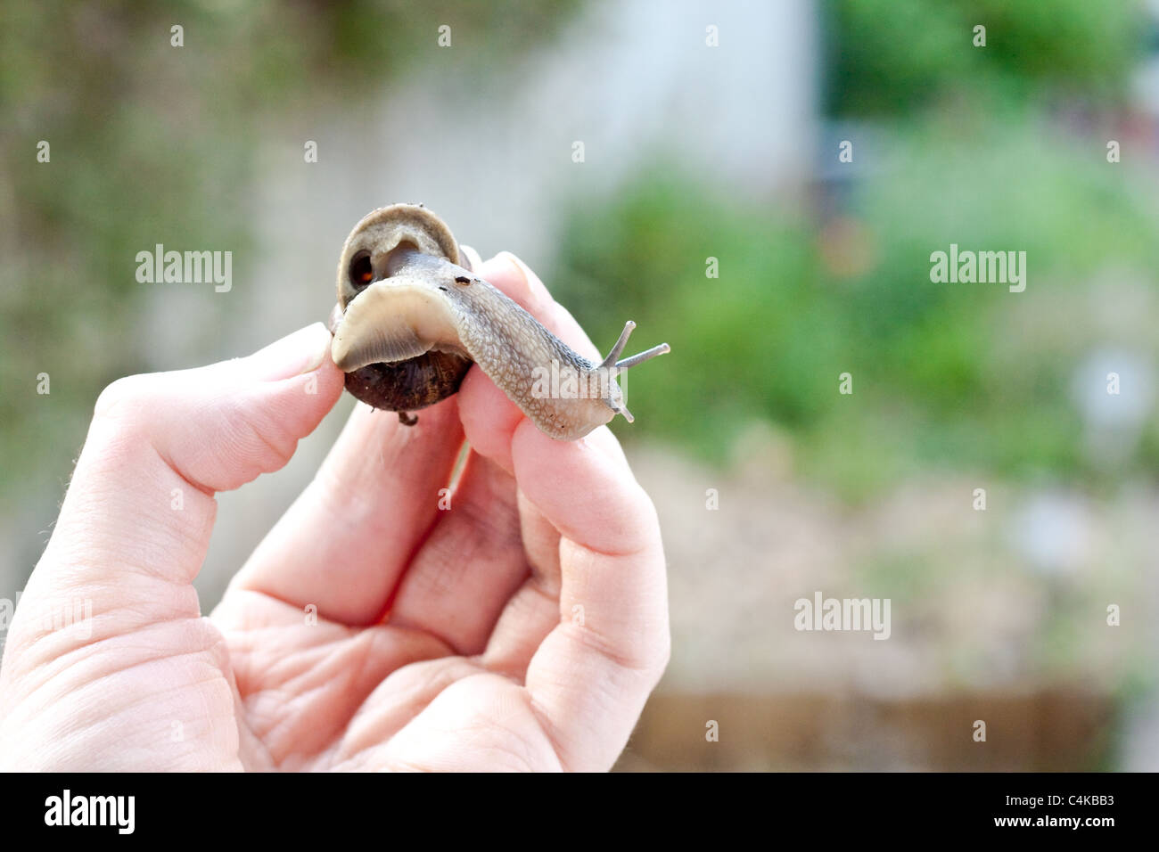 Hand holding a snail Stock Photo - Alamy