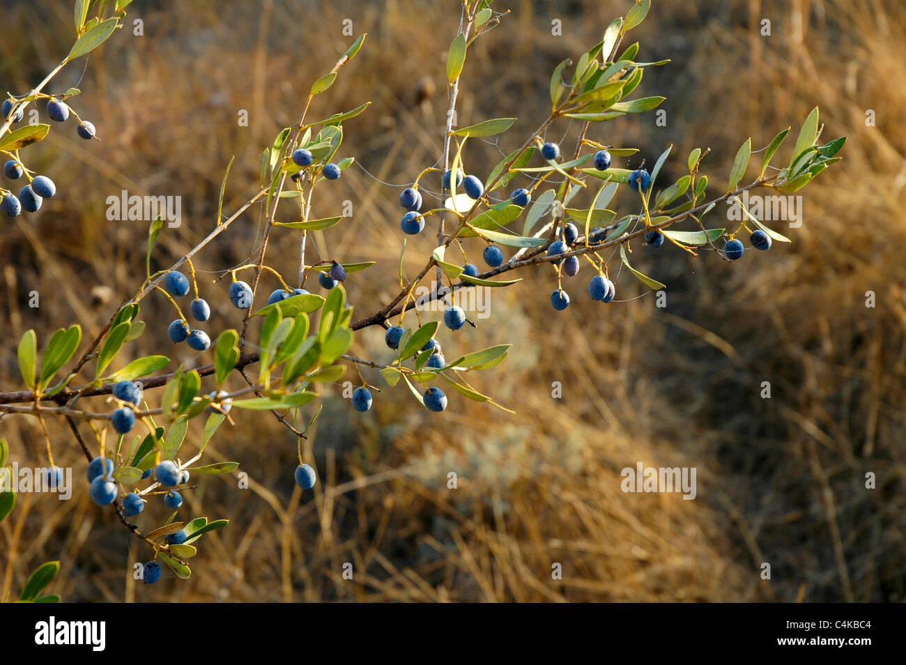 Chella High Resolution Stock Photography and Images - Alamy