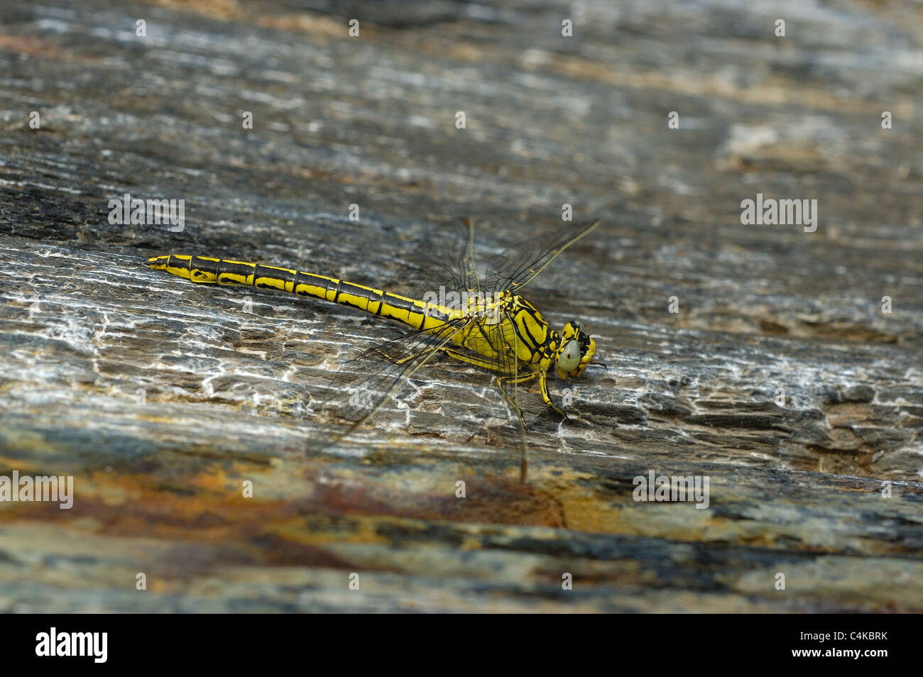 Clubtail hi-res stock photography and images - Alamy
