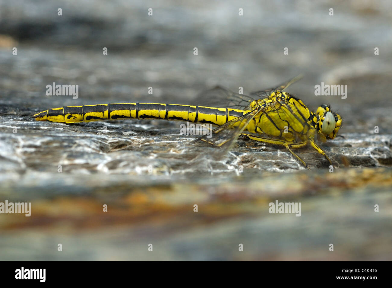 Gomphus pulchellus hi-res stock photography and images - Alamy