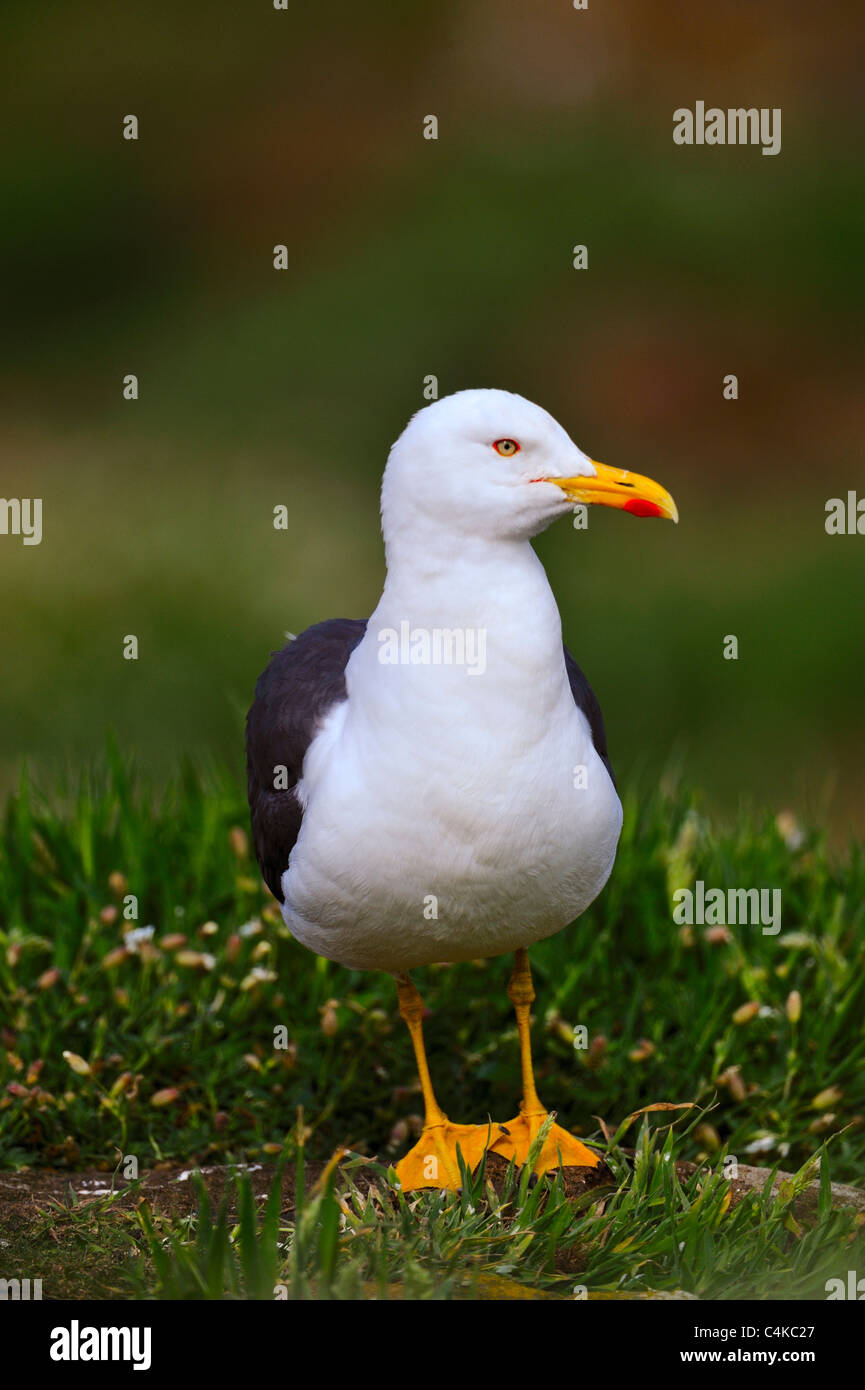 Lesser Black-backed Gull, Larus fuscus, Isle of May, Scotland Stock ...