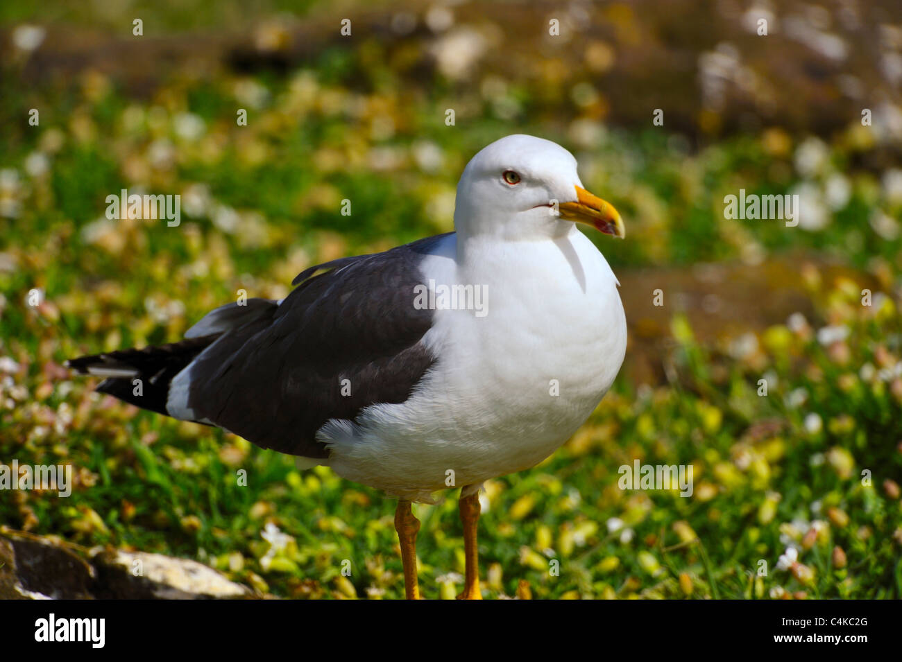 Lesser Black-backed Gull, Larus fuscus, Isle of May, Scotland Stock ...