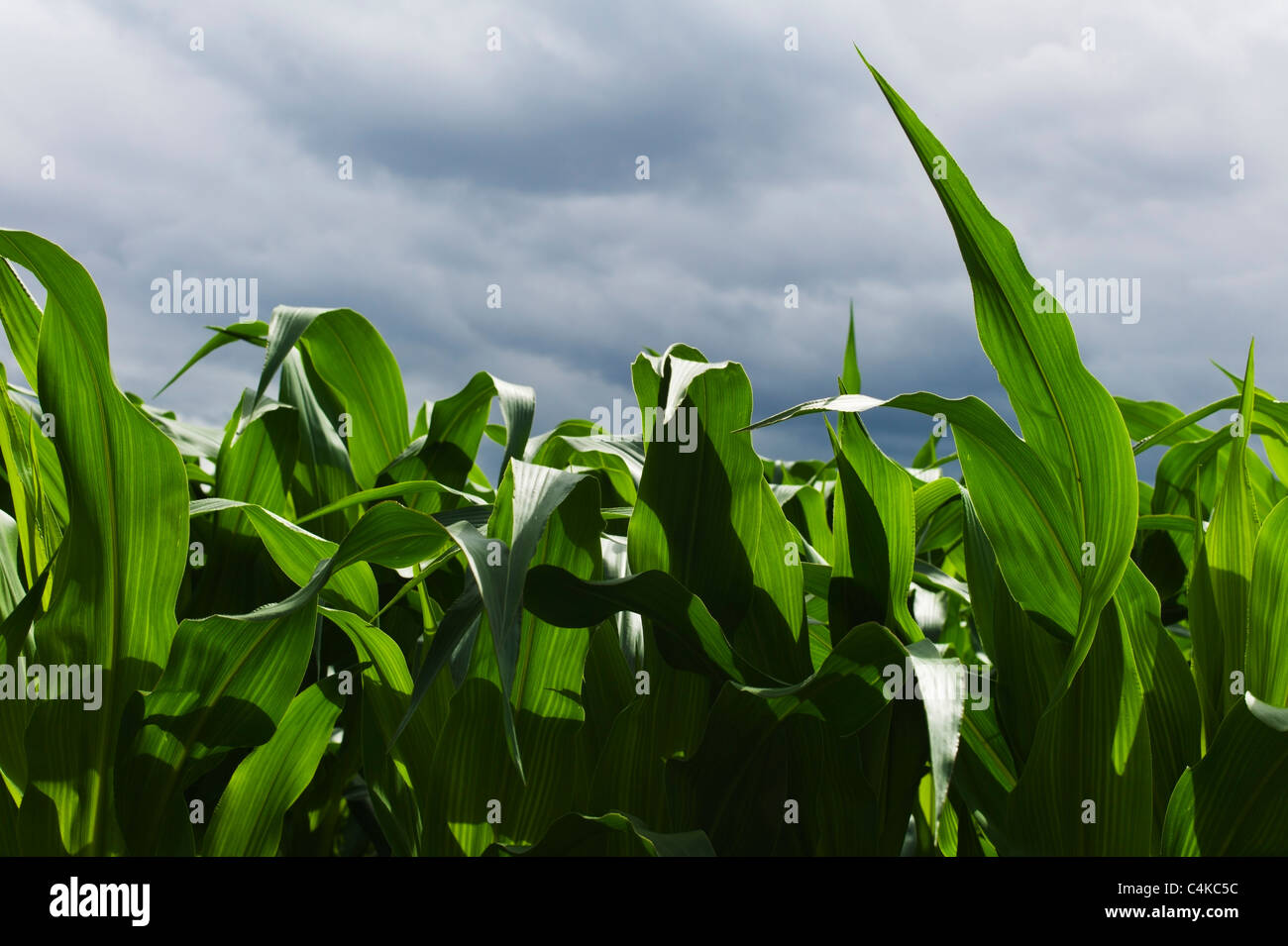 Indian corn maize field Weingarten Baden-Wuerttemberg Germany Stock ...