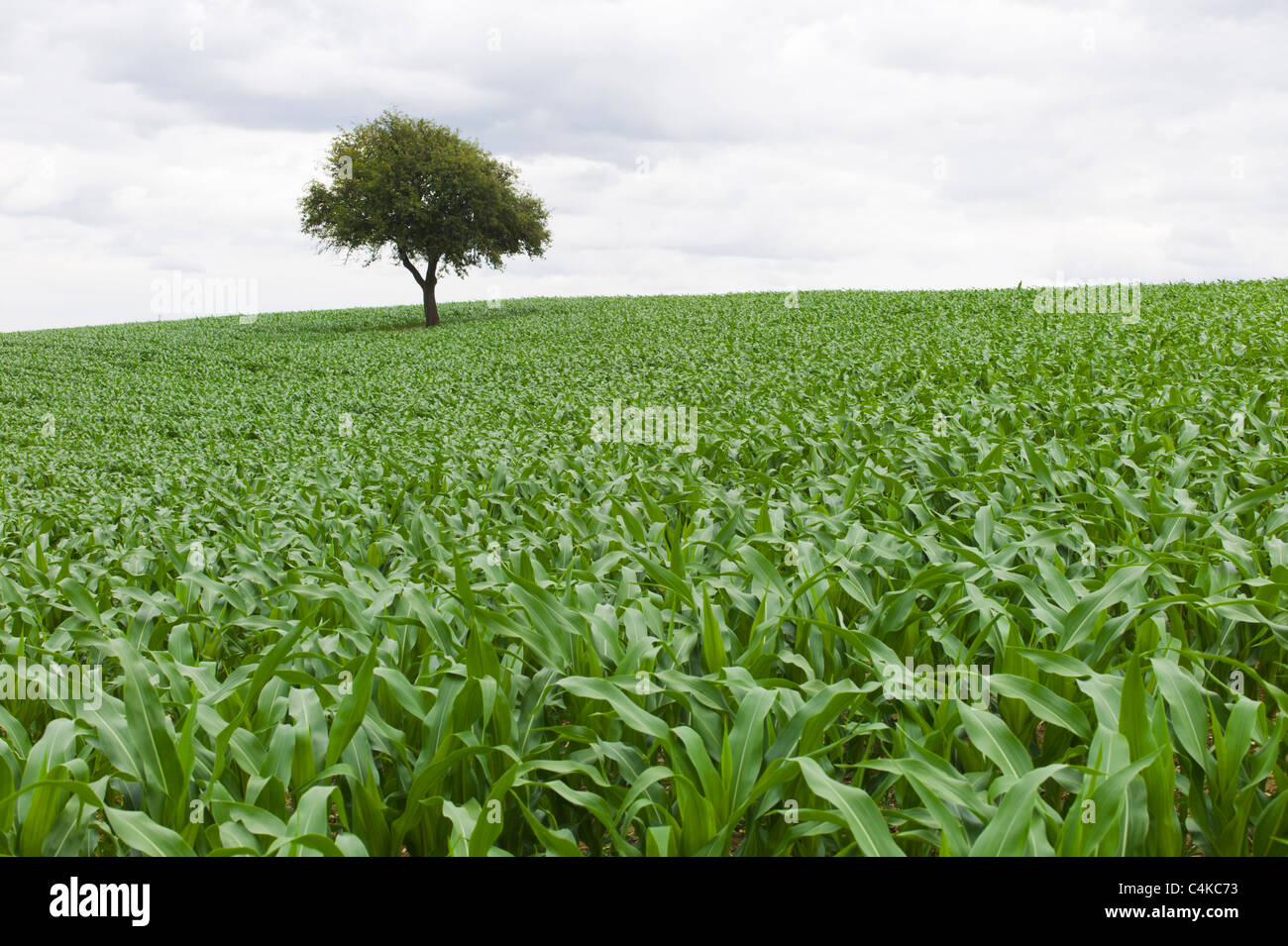 Indian agriculture crop foods hi-res stock photography and images - Alamy
