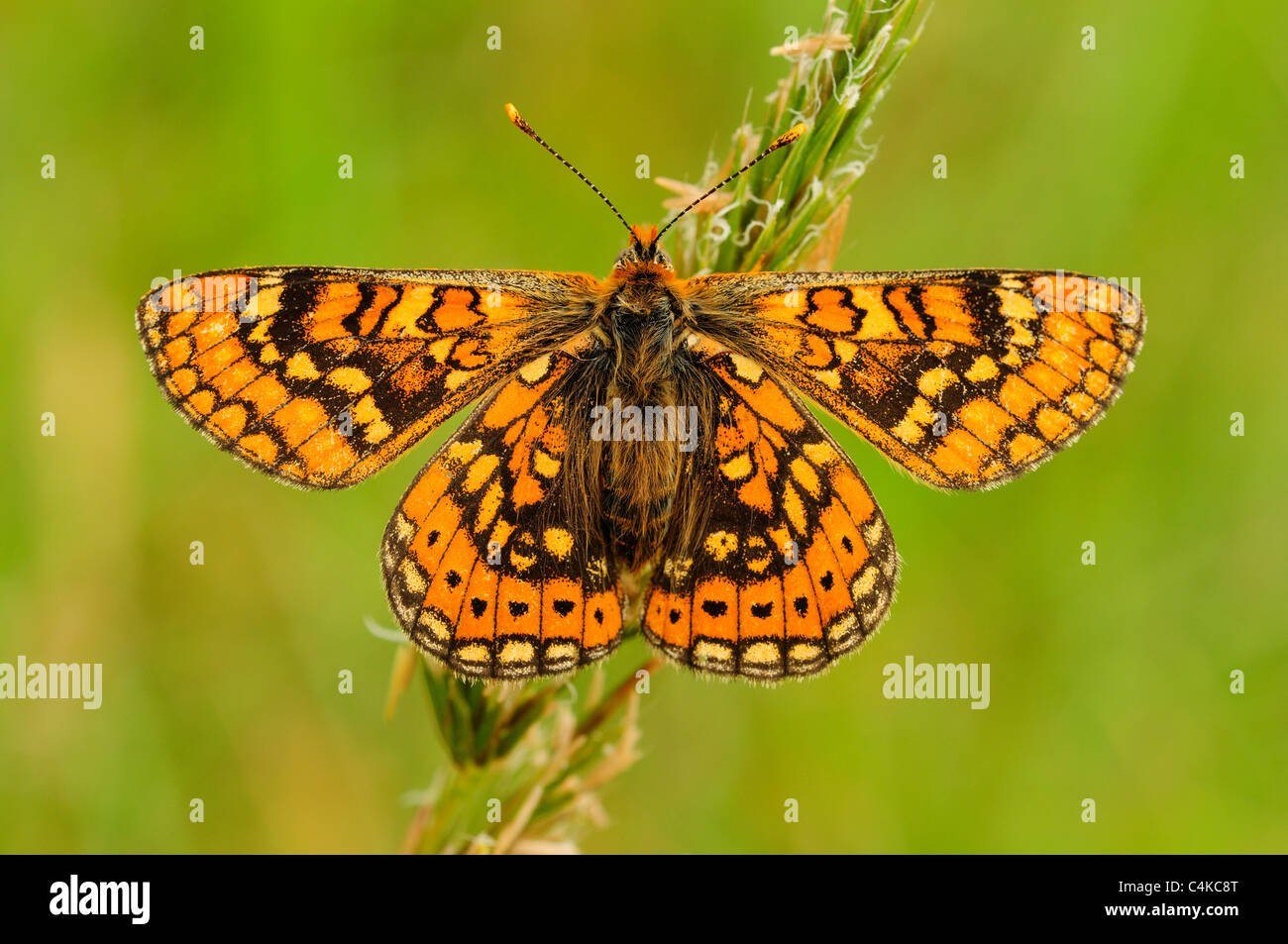 Marsh fritillary (Euphydryas aurinia Stock Photo - Alamy