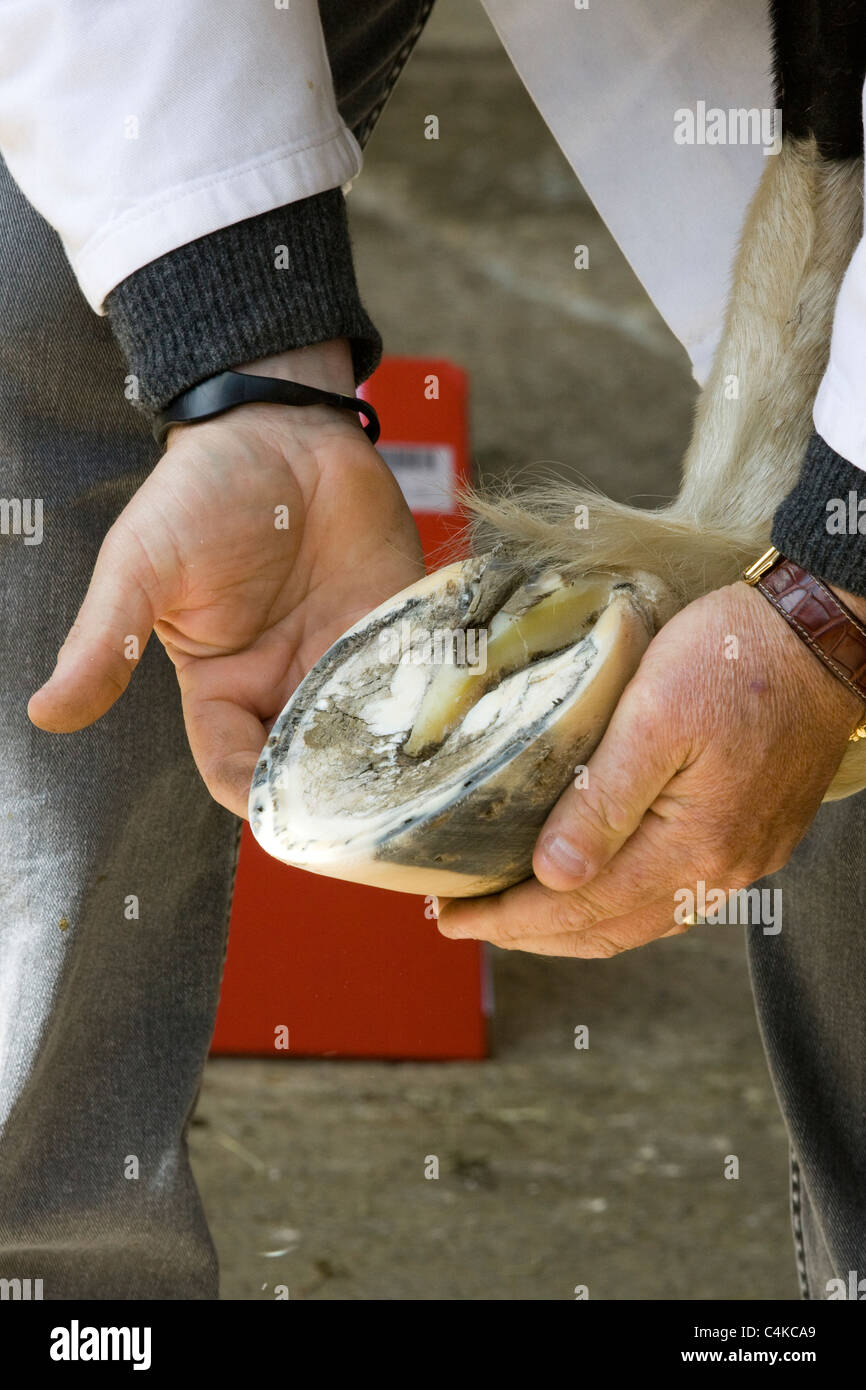 Registered farrier hi-res stock photography and images - Alamy