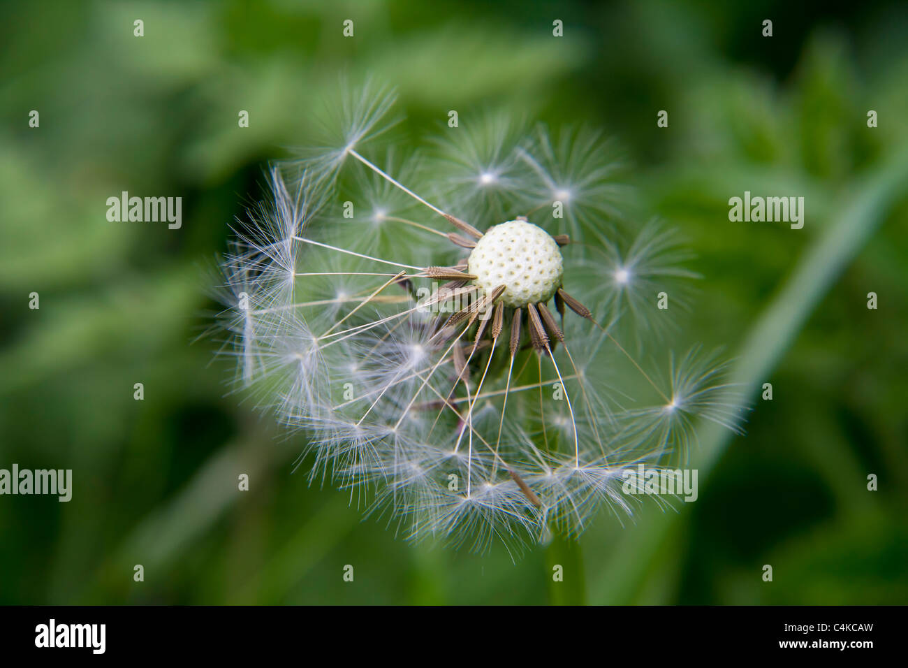Wind Blown Flower Seeds High Resolution Stock Photography and Images ...
