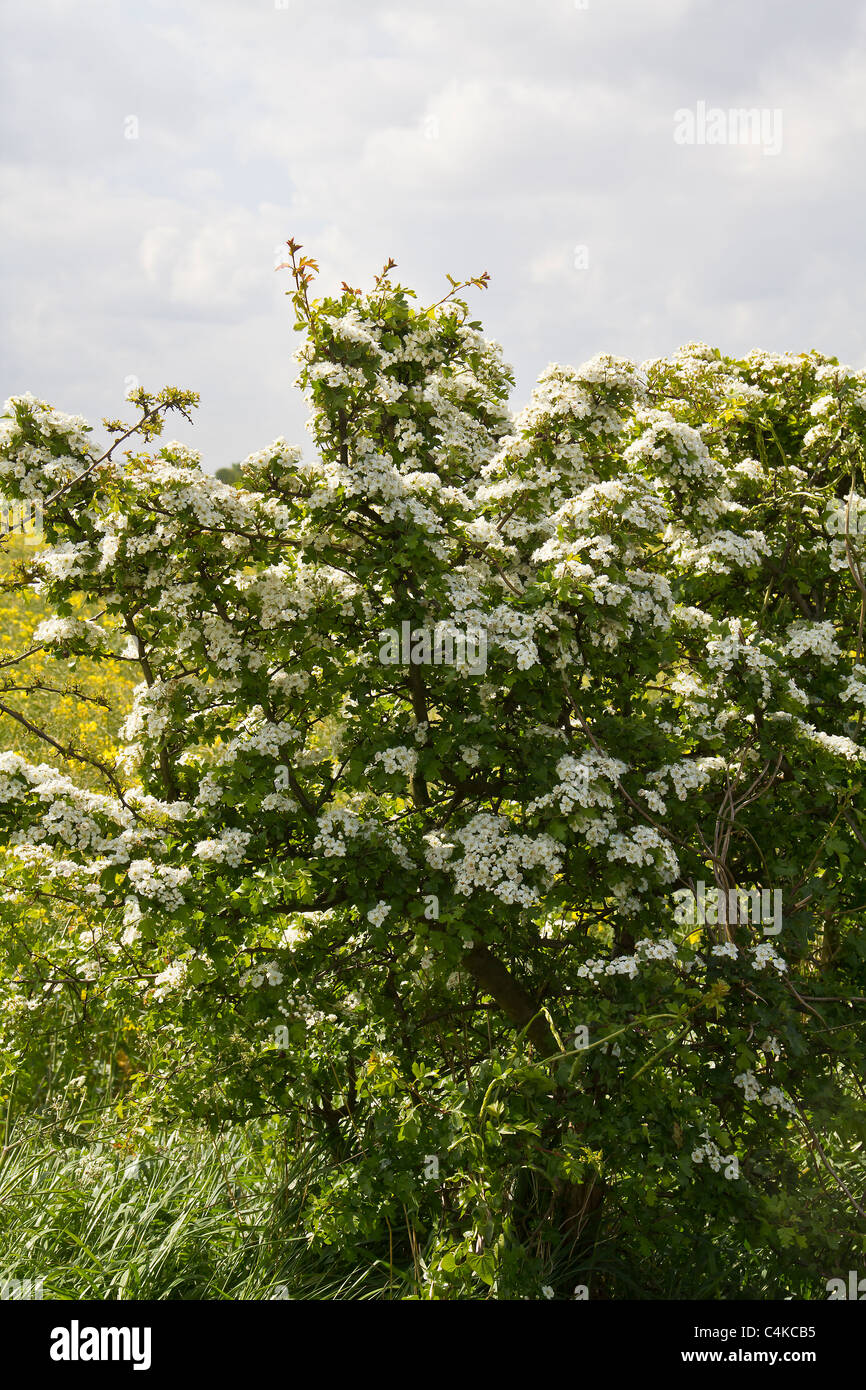 Hawthorn bush tree hi-res stock photography and images - Alamy