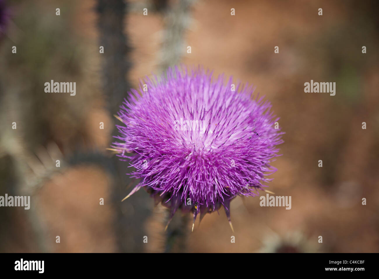 Bull thistle hi-res stock photography and images - Alamy