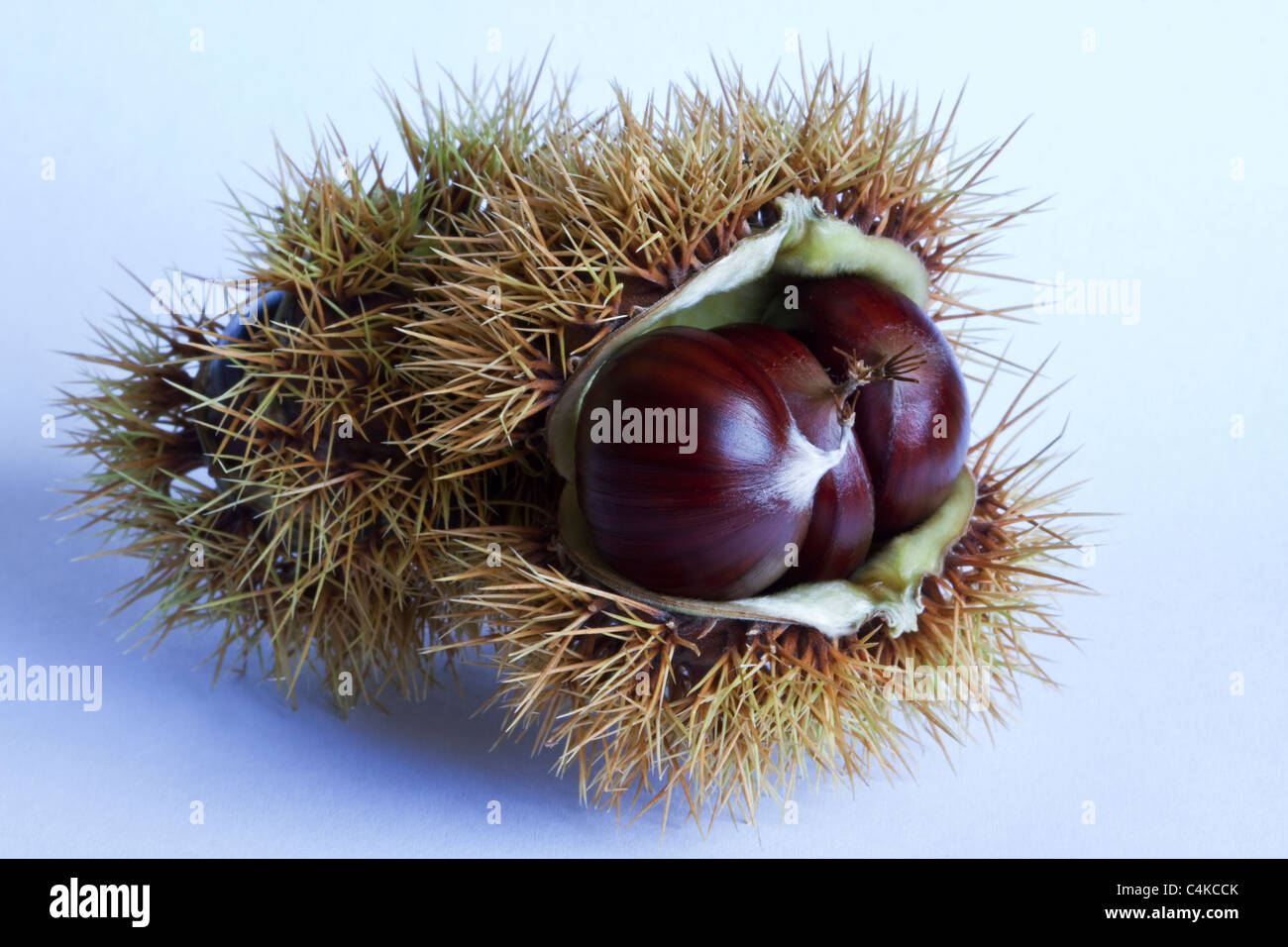 close-up of sweet chestnuts Stock Photo - Alamy