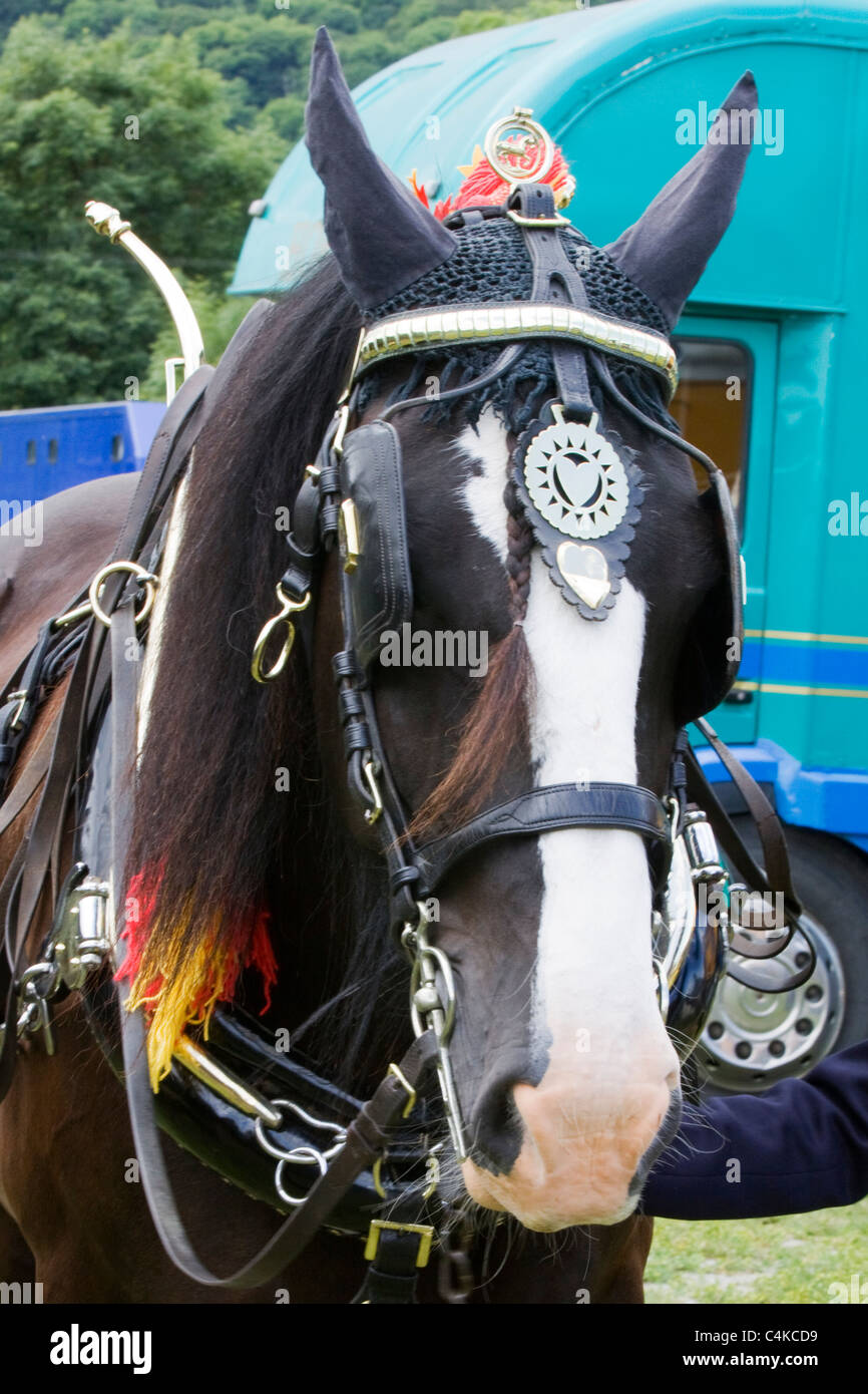 Shire Horses pulling a cart at a show in England Stock Photo - Alamy