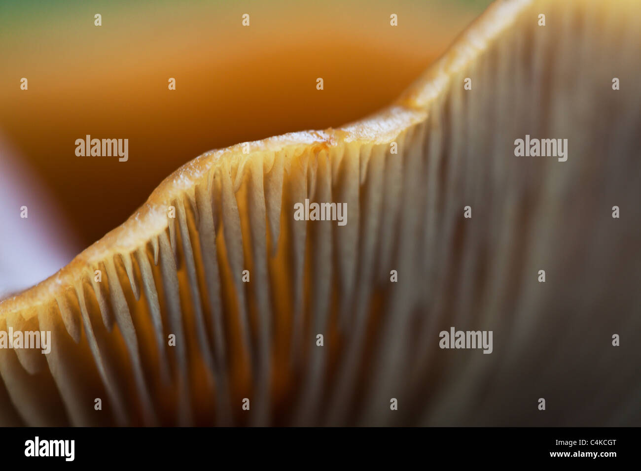 Lamellae hi-res stock photography and images - Alamy